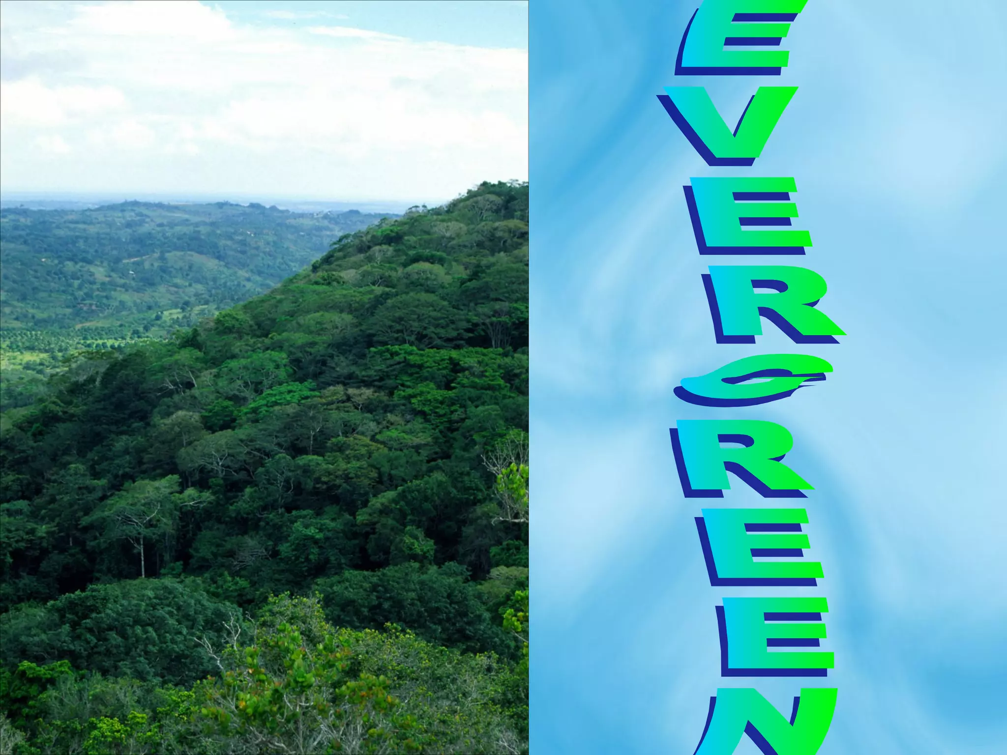 Forest classification | PPT | Geography | Science