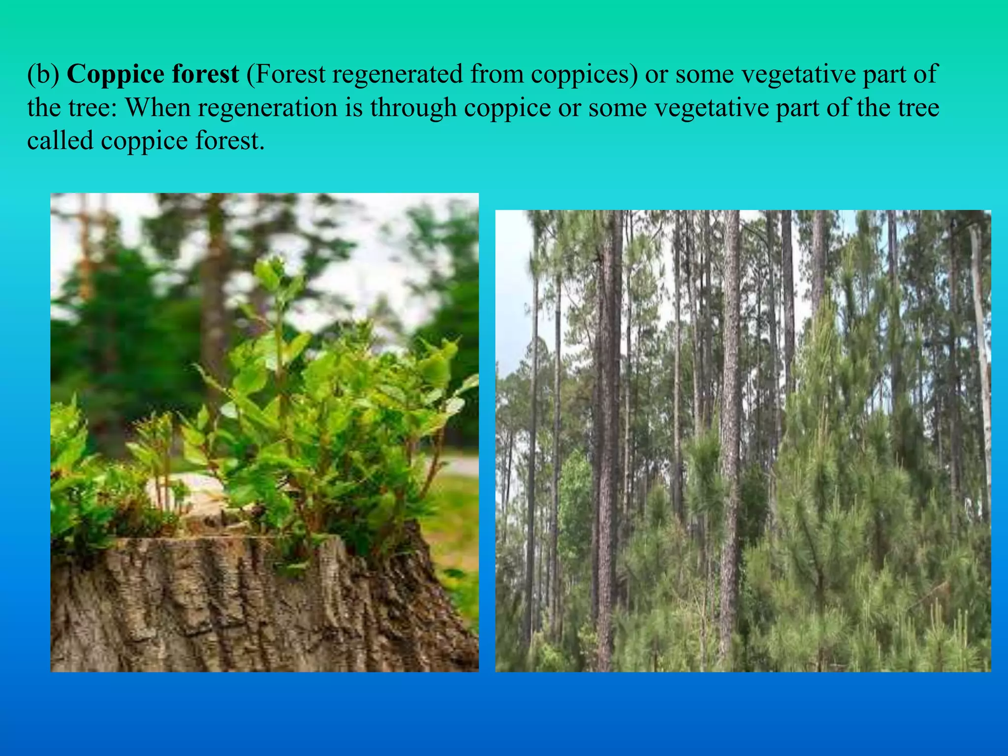 Forest classification | PPTX