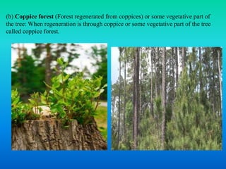 Forest classification | PPTX