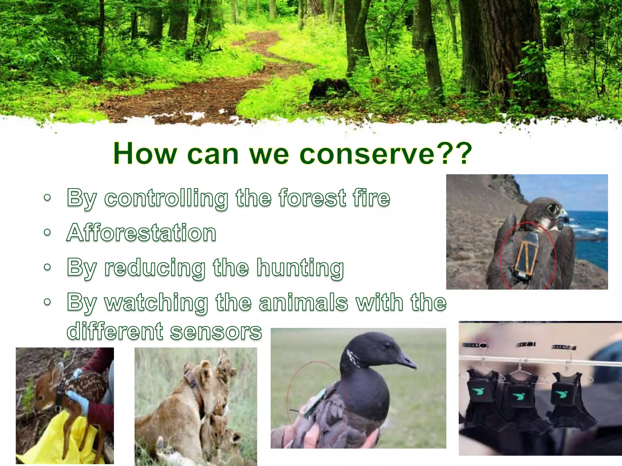Forest conservation methods | PPT