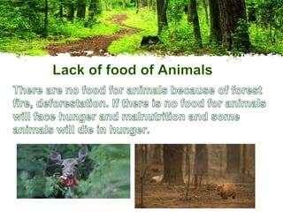 Forest conservation methods | PPT
