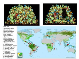 Forest dynamics | PPTX