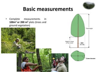 Forest dynamics | PPTX
