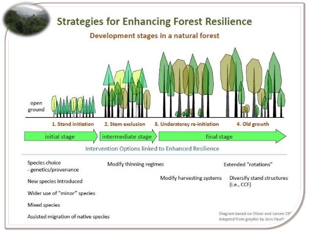 Forest dynamics