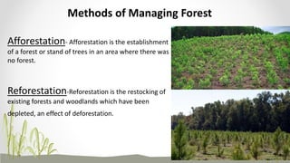 Forest ecology | PPTX