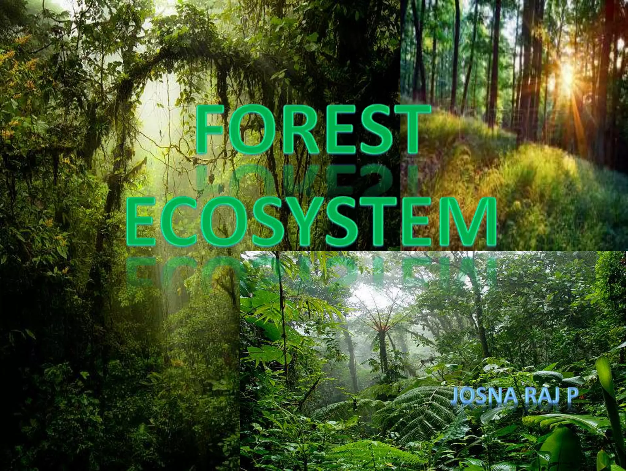 Forest ecosystem | PPTX