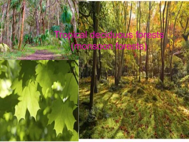 Forest ecosystem | PPTX