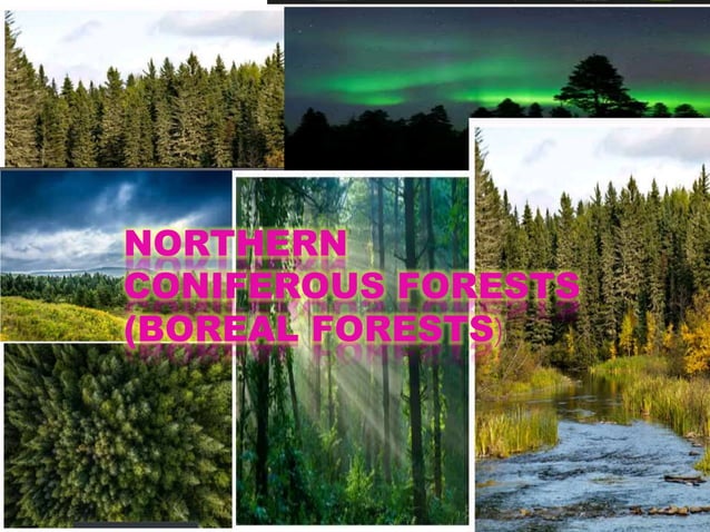 Forest ecosystem | PPTX