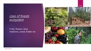 Forest ecosystem.pptx [repaired] | PPT