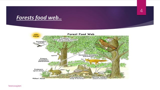 Forest ecosystem.pptx [repaired] | PPT