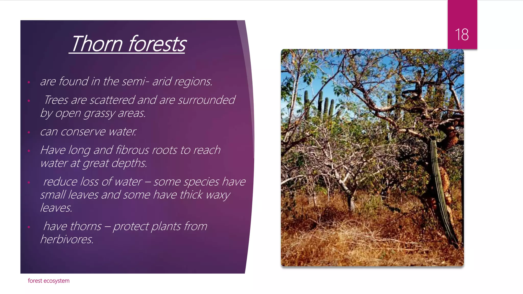 Forest ecosystem | PPTX