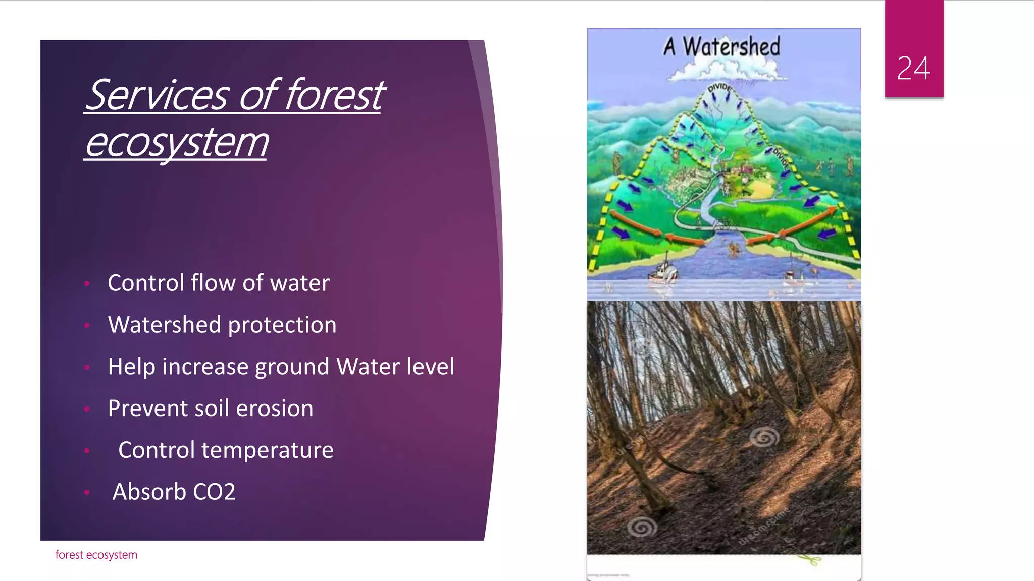 Forest ecosystem | PPTX