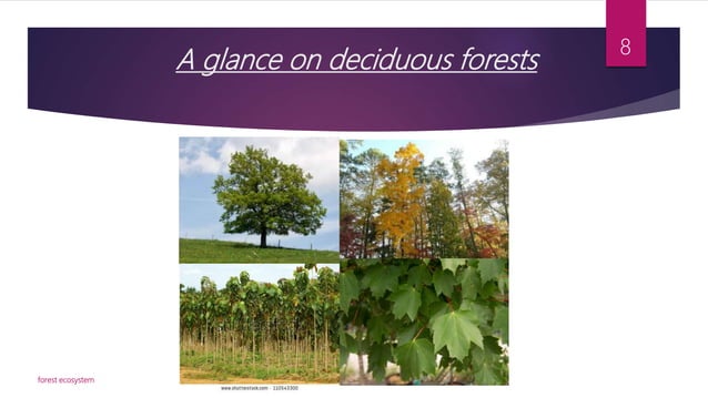 Forest ecosystem | PPTX