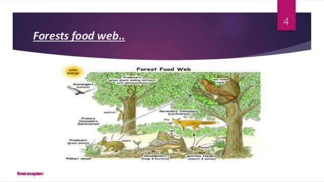 Forest ecosystem