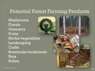 Forest Farming - Agroforestry Techniques and More | PPTX