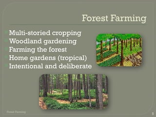 Forest Farming - Agroforestry Techniques and More | PPTX