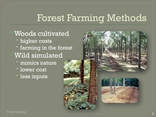 Forest Farming - Agroforestry Techniques and More | PPTX