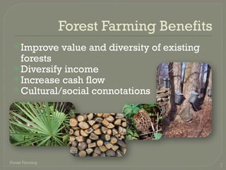 Forest Farming - Agroforestry Techniques and More | PPTX