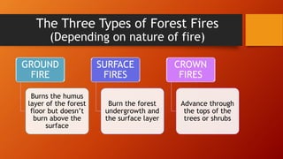 Forest fire | PDF | Geography | Science