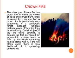Forest fire a natural disaster | PPTX