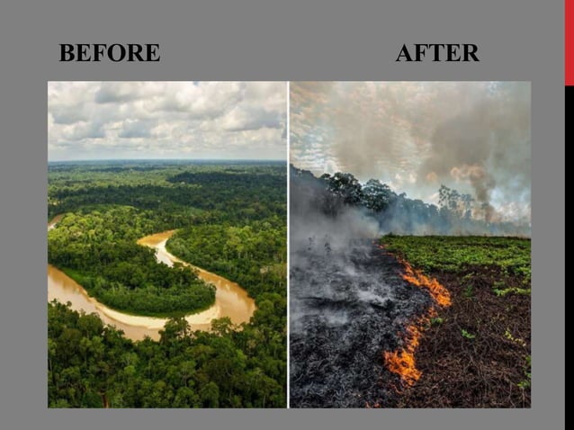 Forest fires.pptx | Geography | Science