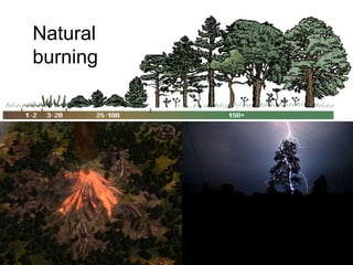 Forest fires by pascal | PPT