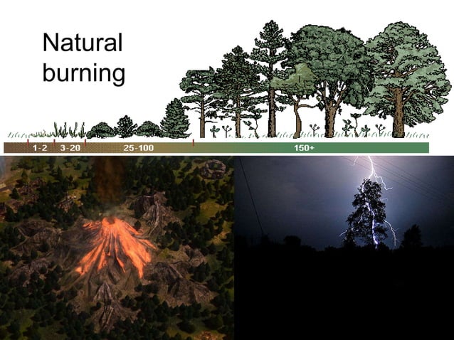 Forest fires by pascal | PPT