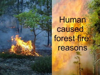 Forest fires by pascal | PPT