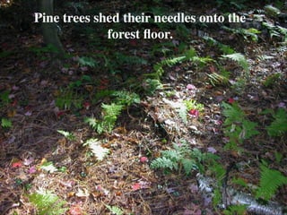 Forest Floor | PDF