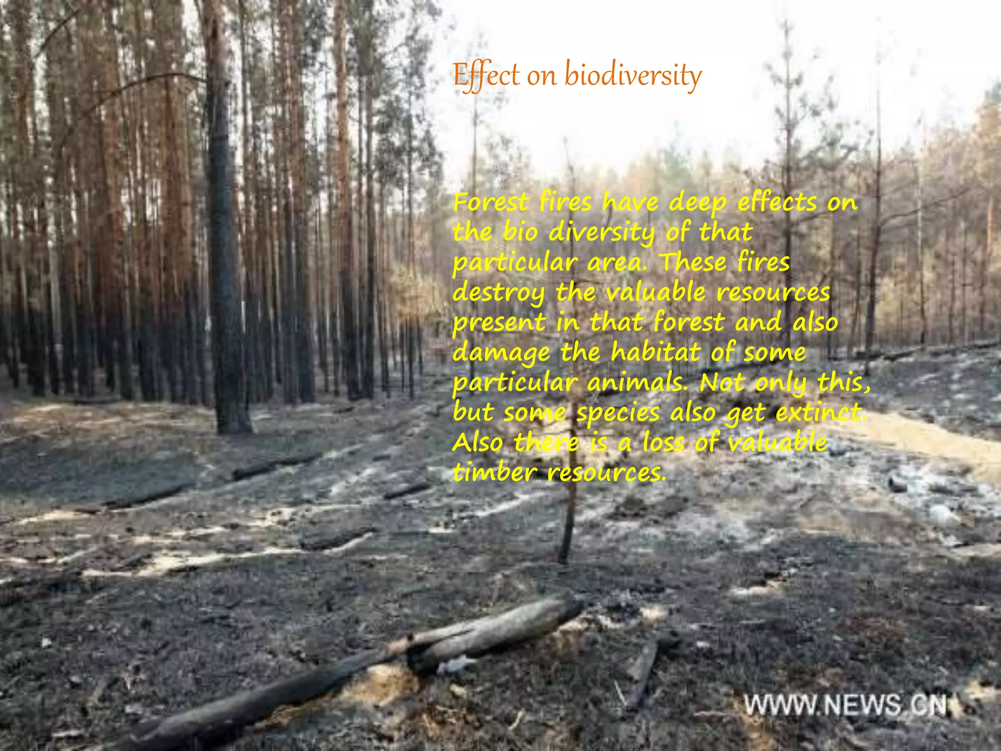 Forest fire | PPTX