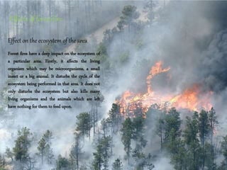 Forest fire | PPTX