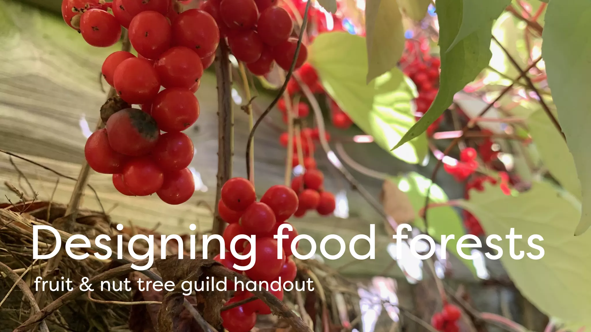 Designing food forests: fruit & nut tree guild handout | PPT