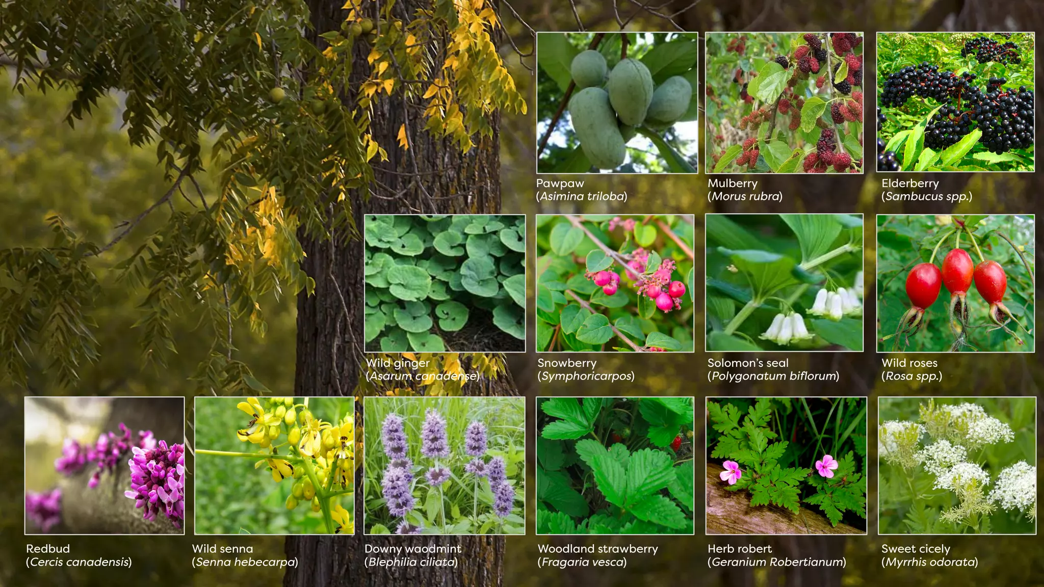 Designing food forests: fruit & nut tree guild handout | PPT