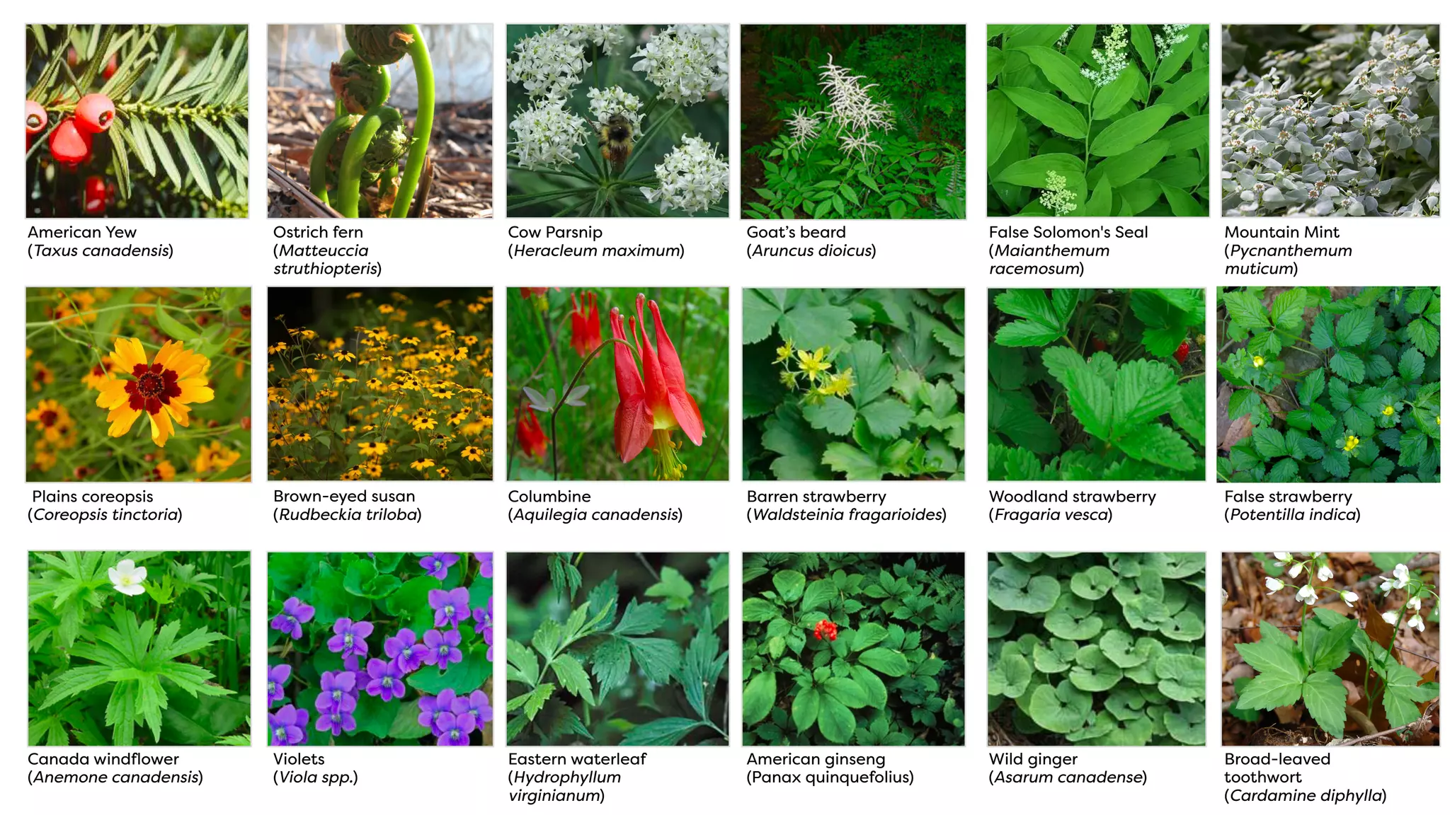 Designing food forests: fruit & nut tree guild handout | PPT