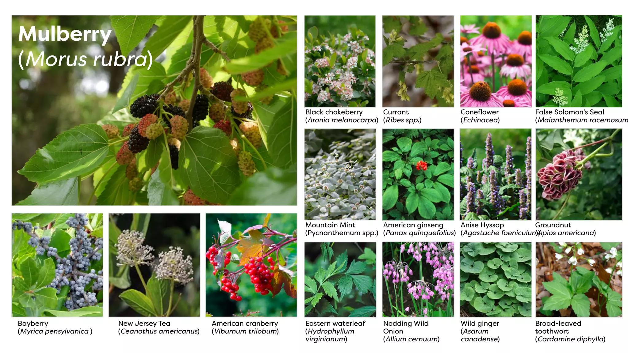 Designing food forests: fruit & nut tree guild handout | PPT