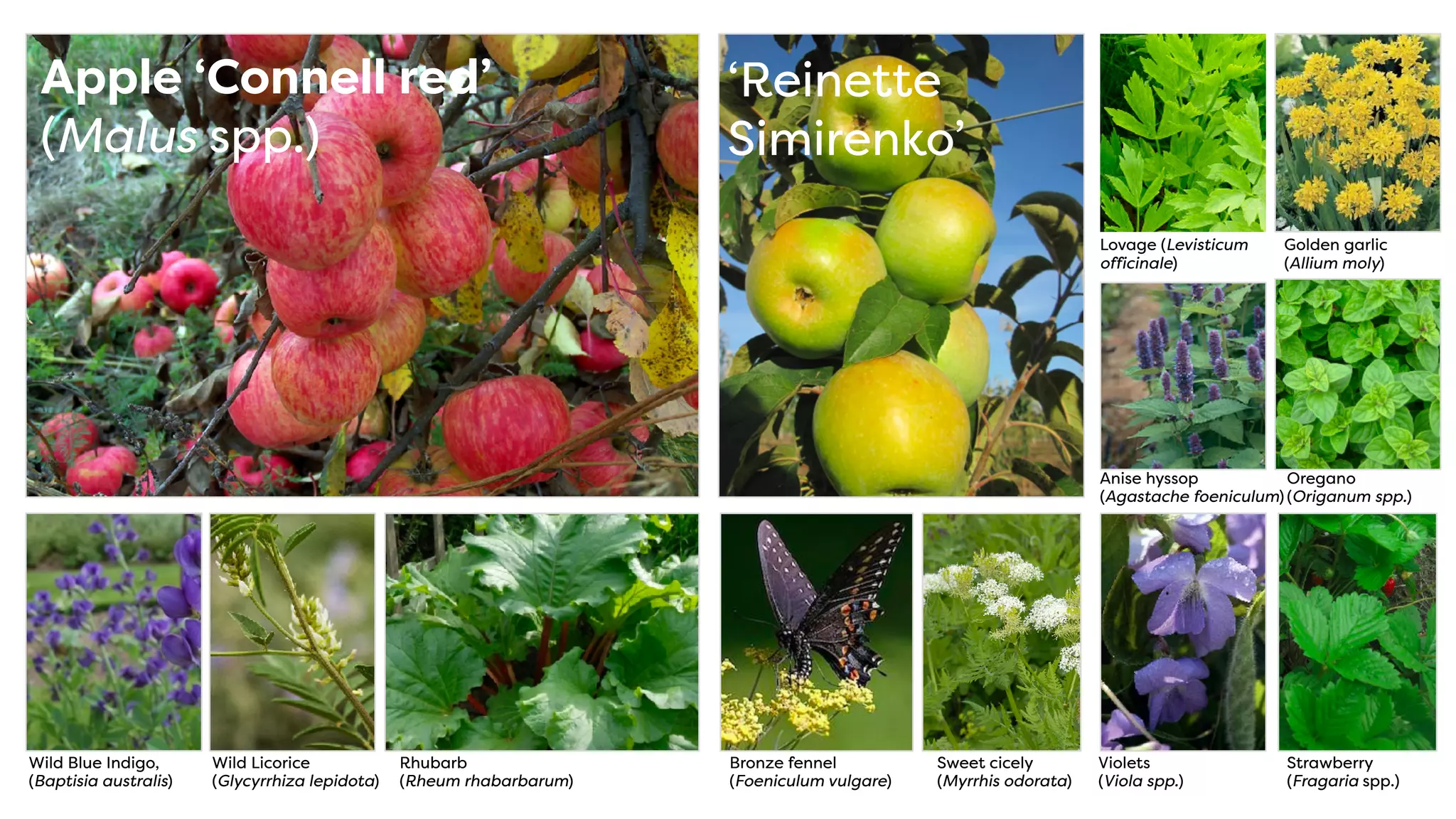 Designing food forests: fruit & nut tree guild handout | PPT