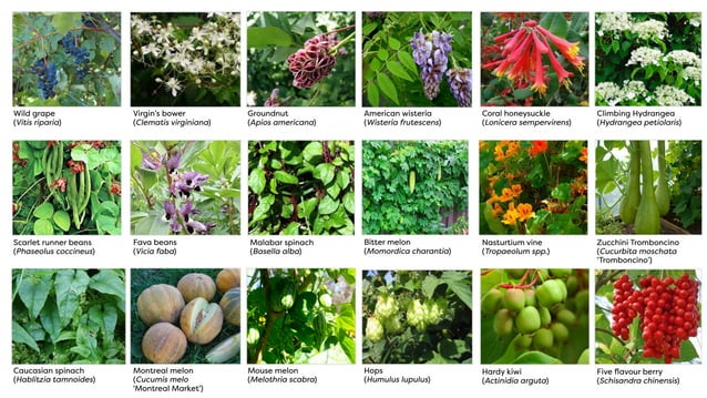 Designing food forests: fruit & nut tree guild handout | PPT