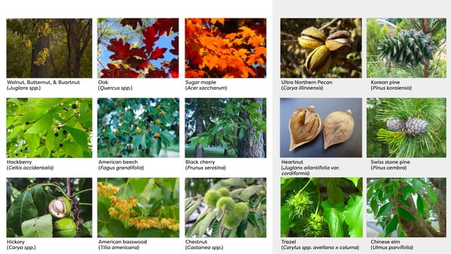 Designing food forests: fruit & nut tree guild handout | PPT