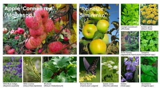 Designing food forests: fruit & nut tree guild handout | PPT