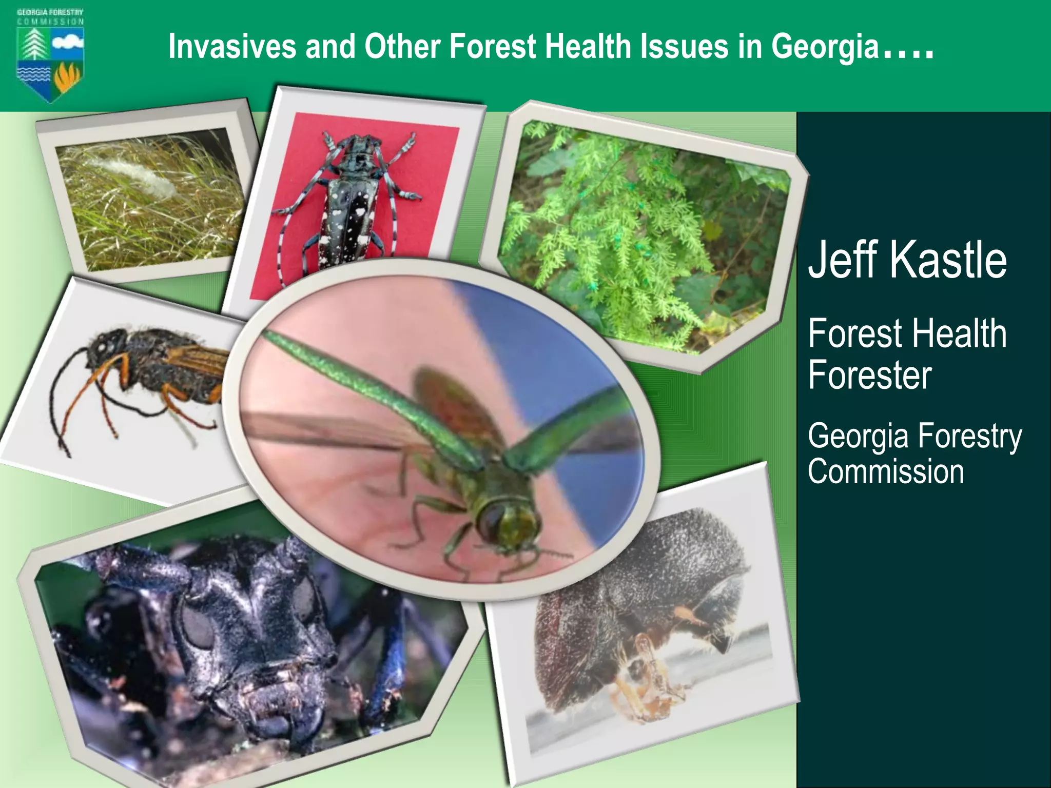 Forest Health, Forest Action Plan | PPT