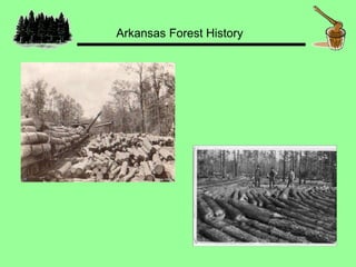Arkansas Forest History | PPTX