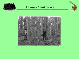 Arkansas Forest History | PPTX