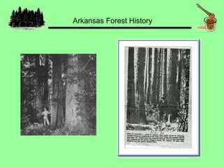 Arkansas Forest History | PPTX