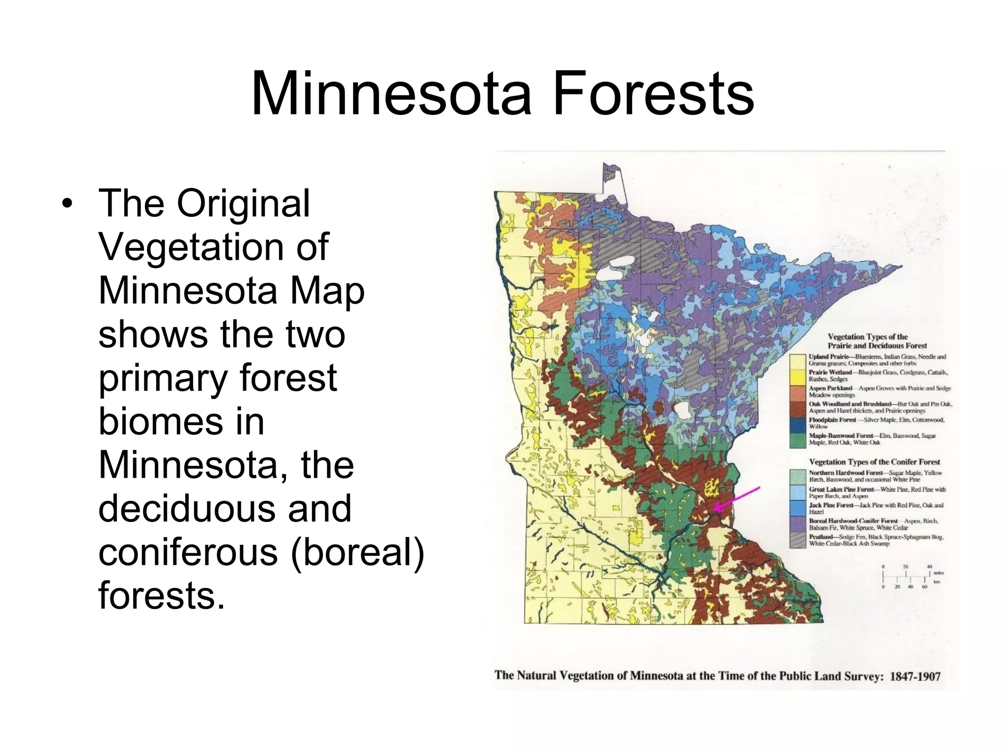 Forest history and management | PPT