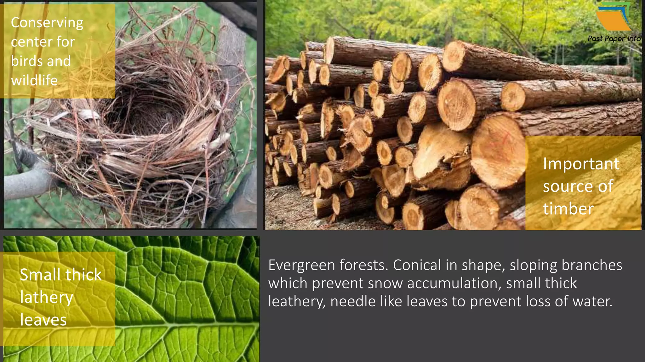 Forest in pakistan | PPTX