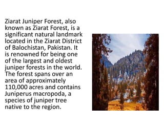 forest in pakistan.pptx