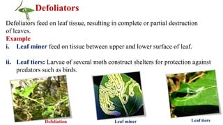 Feeding Behaviors of Forest Insect Pest | PPT