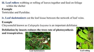 Feeding Behaviors of Forest Insect Pest | PPT
