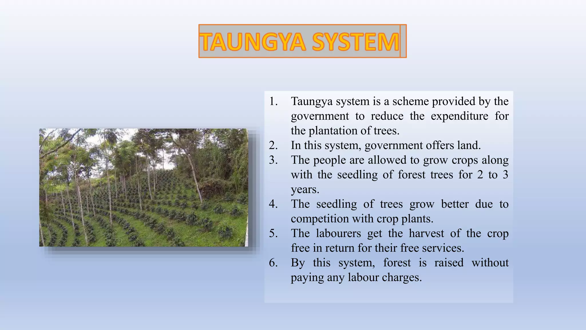 Forest management | PPTX