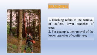 Forest management | PPTX